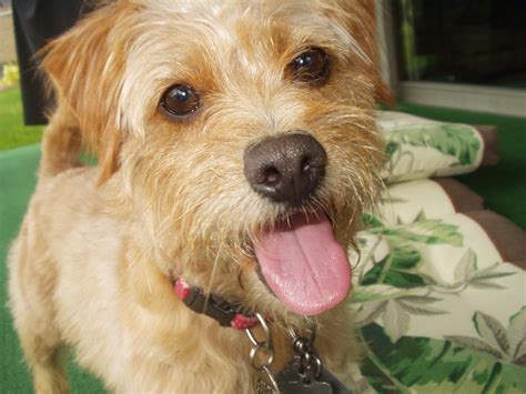 How To Take Care Of Terrier Mix