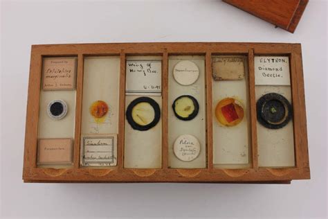 Antique Microscope Slides In Wooden Cabinet Boxed Set C1890