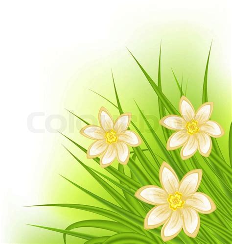 Grüne Gras mit Blumen Frühling Hintergrund Stock Vektor Colourbox