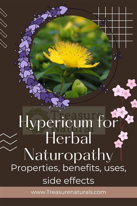 Hypericum For Herbal Naturopathy Properties Benefits Uses Side