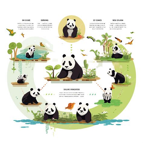 Premium Vector Pandalifecycleinfographicvector