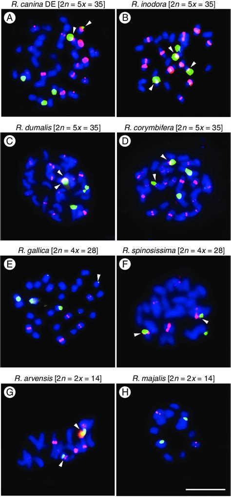 Mitotic Metaphases Of Polyploid And Diploid Rose Species After Download Scientific Diagram