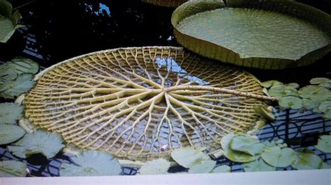 最も欲しかった What Do Lily Pad Roots Look Like 326010 What Does A Lily Pad Roots Look Like