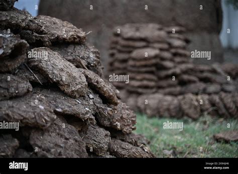 This High Resolution Image Showcases Cow Dung Cakes A Traditional And Eco Friendly Fuel Source