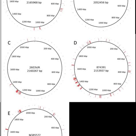 location of genes identified by the pan gwas pipeline on a strain