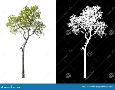 Trees That Are Isolated On A White Background Stock Photo Image Of Growth Outdoors 217943808