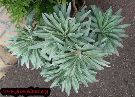 Erysimum How To Grow And Care