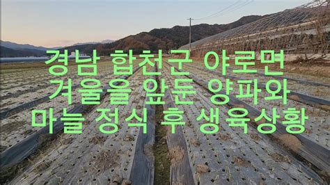경남합천군야로면겨울을앞둔양파와마늘정식후생육상황 241124일경남합천야로양파마늘 농우바이오케이포스 유박600평70포유기질비료600평15살포살포 퇴비비료농약제초제