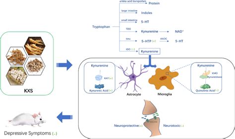 The Biological Functions Of Tryptophan The Relationship Between Download Scientific Diagram