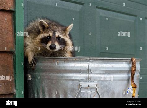 Raccoon Procyon Lotor Looks Out Of Trash Can Banana Peel Hanging