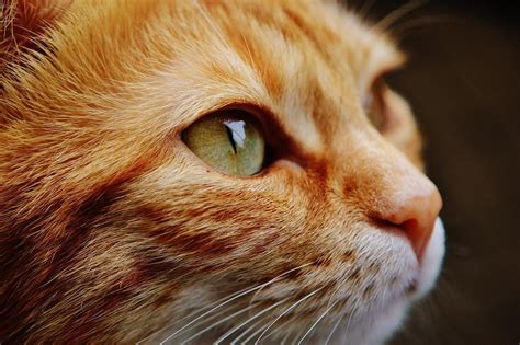 Polish Institute Classifies Cats As Alien Invasive Species Boston