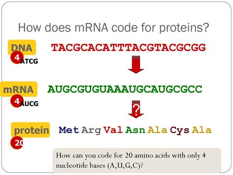 Chapter 17~ From Gene To Protein Ppt Download
