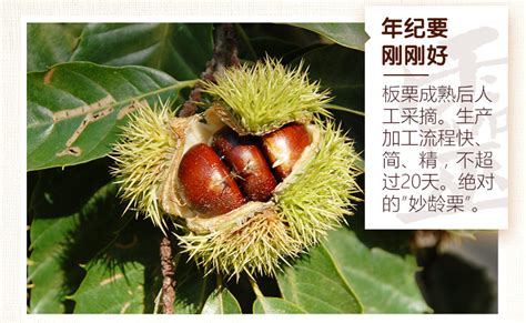 【三只松鼠甘栗仁100g】零食坚果河北特产板栗栗子仁板栗 阿里巴巴
