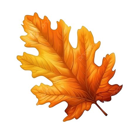 Oak Leaf In Realistic Style Autumn Leaf Colorful Png Illustration Isolated Leaf Autumn Autumn