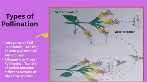 Pollination Types Agents And Importancepptx
