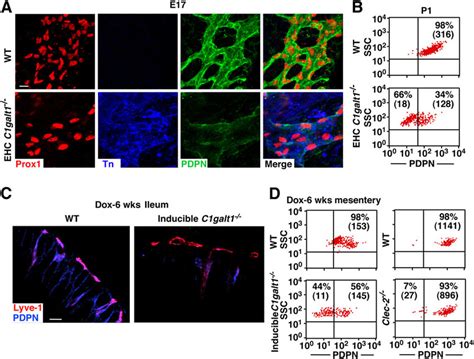 Lack Of Core 1 O Glycans Causes Reduced Pdpn Levels On Lecs A Whole