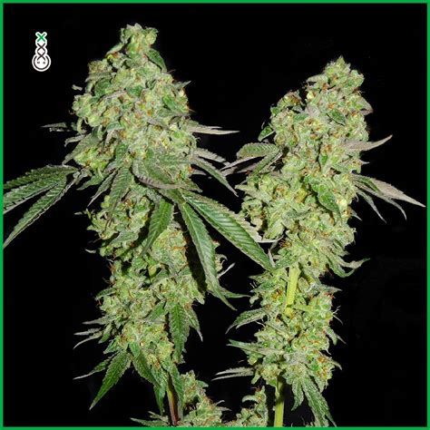 Kosher Choco Kush Cannabis Seeds Amsterdam Genetics