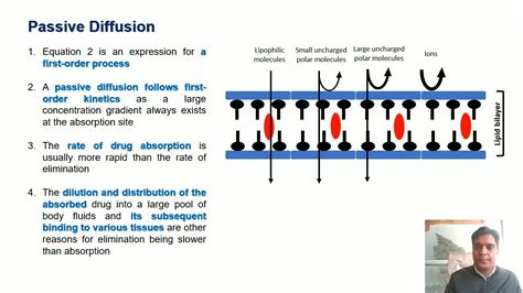 What Is The Difference Between Active Absorption And Passive Absorption