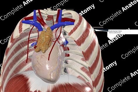 Subclavian Vein Complete Anatomy