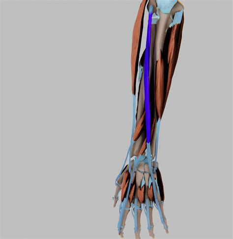 Extensor Digiti Minimi