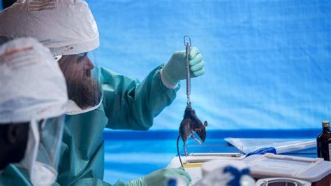 Perché Il Vaiolo Delle Scimmie Non è Il Covid E Cosa Cè Da Sapere Sul