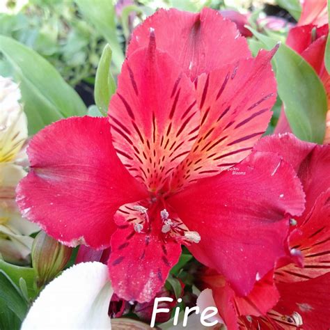 Flowers And Plant Names Of Alstroemeria Varieties In Australia