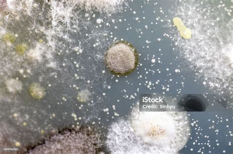 カビの美しい実験室の微生物学からの培養培地プレートに真菌 の特性のコロニー シャーレのストックフォトや画像を多数ご用意 シャーレ