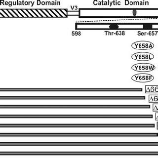 Schematic Diagram Of Pkc Domain Structure And Pkc Constructs Used