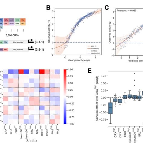 A Model Of Cis Regulatory Activity Driven By Diverse Tfbss In Wild Type Download Scientific