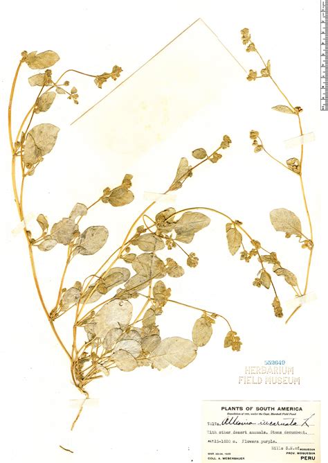 Allionia Incarnata Rapid Reference The Field Museum