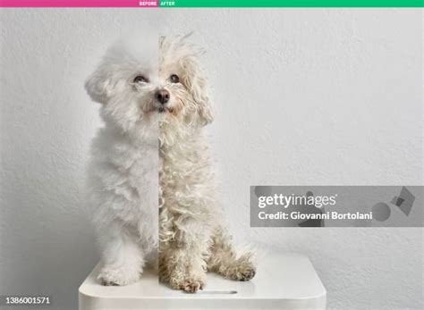 Dog Grooming Before And After Photos And Premium High Res Pictures