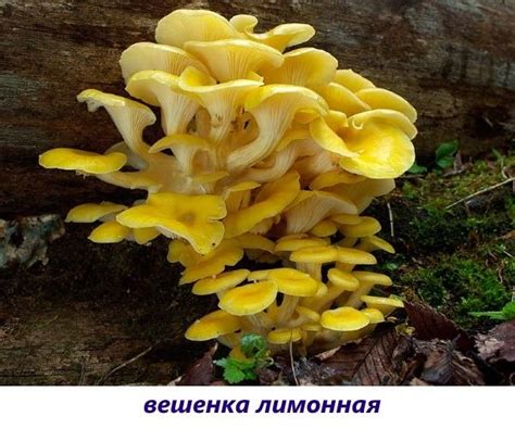 Ядливи и негодни за консумация ламеларни гъби снимка и описание видео