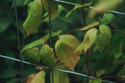 Why Is My Raspberry Plant Dying Causes And Solutions