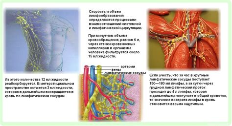Лимфатическая система человека | Дистанционные уроки