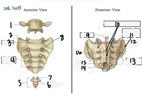 Labeling The Sacrum Diagram Quizlet