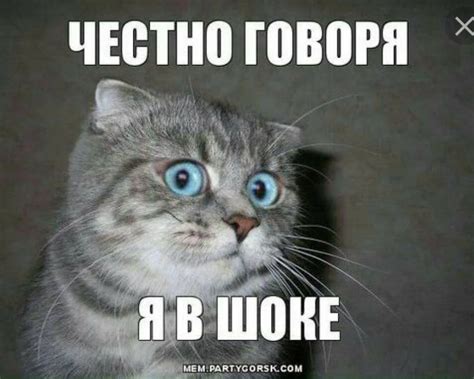Создать мем честноиговоря я в ахуе кот честно сказать я в шоке