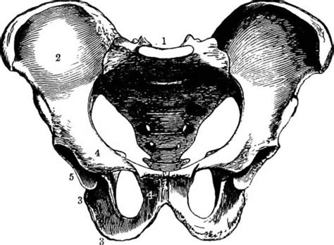 Appendicular Skeleton Lower Extremity Flashcards Quizlet