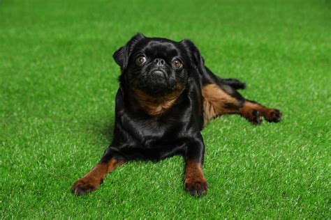 All The Benefits Of Artificial Grass Systems