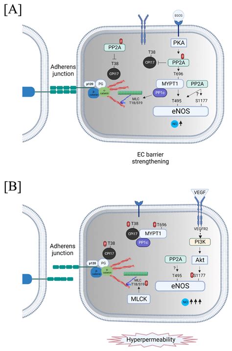 Crosstalk Between Protein Phosphatase 2a Pp2a And Myosin Light Chain