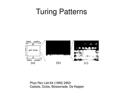 Ppt Pattern Formation In A Reaction Diffusion System Powerpoint Presentation Id 5441432