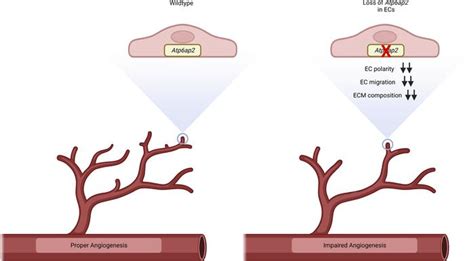 Jci Insight Endothelial Cell Polarity And Extracellular Matrix