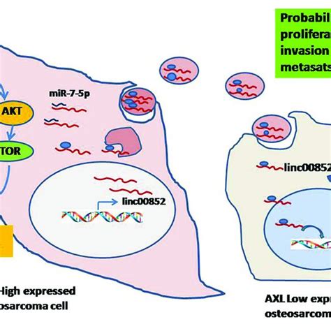 Exosomes Could Be Secreted By Series Of Cells And Exosomal Cargoes