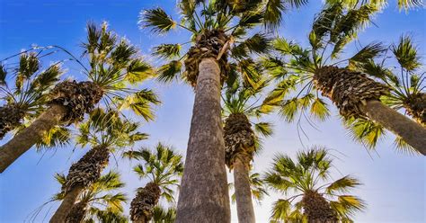 높은 야자수와 햇빛을 배경으로 하는 아름다운 열대 리조트 개념 공원 여름 휴가 휴가와 야외 자연 야자수가 있는 태양의 개념 사진 Unsplash의 개념 이미지