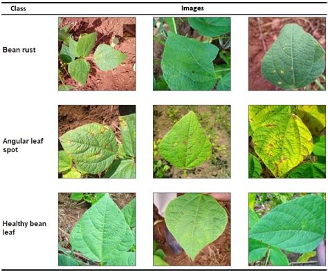 Figure From Beans Leaf Diseases Classification Using Mobilenet Models