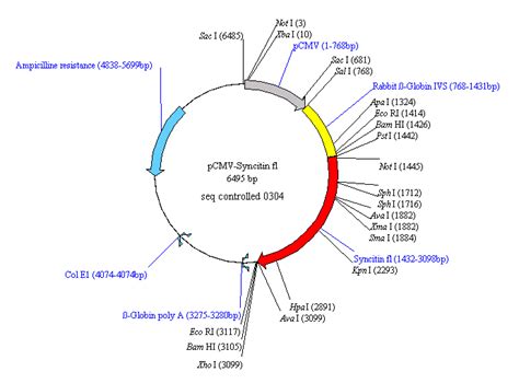Schematic Plasmid Map Of The Pcmv Syncytin 1 Fl Kursiv In Black