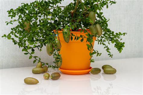외딴 화분에 심은 감귤류 식물 호주 핑거 라임과 부르고뉴 과일 실내 나무 성장 Microcitrus Australasica 식물