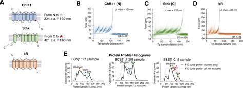 Unfolding And Identification Of Membrane Proteins In Situ Elife