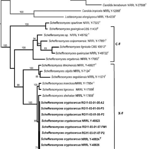 Ml Tree Based On A Multilocus Dataset Using A 3488 Character Matrix For