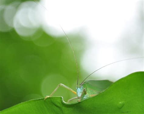 Locust Control And Treatments For The Home Yard And Garden