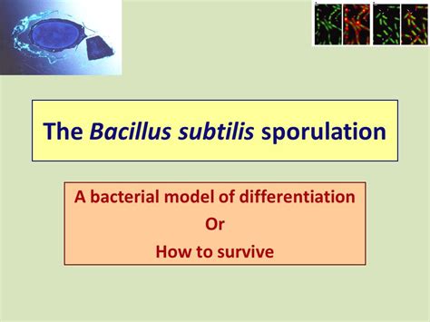 The Bacillus Subtilis Sporulation Ppt Video Online Download